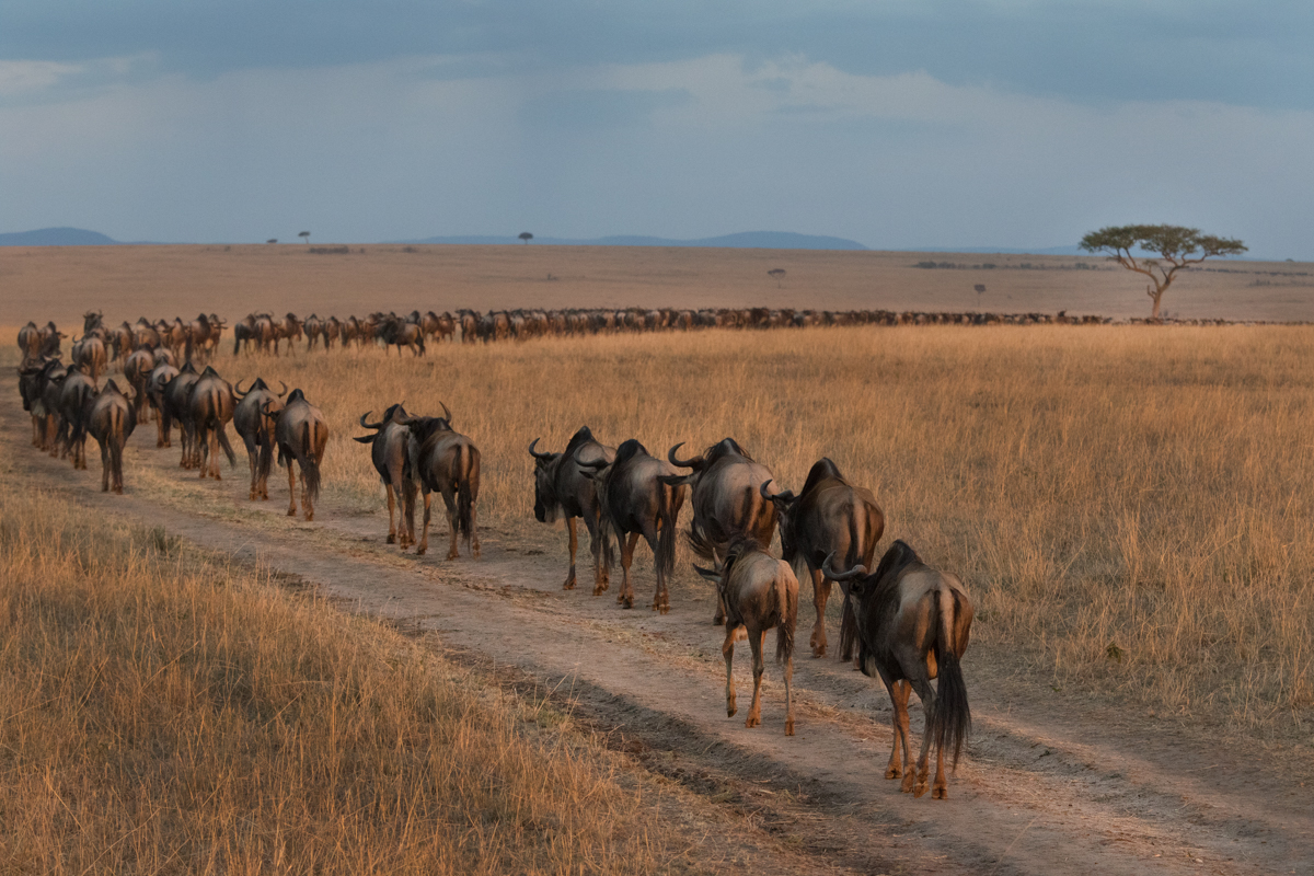 Great Migration - Piper Mackay Photography