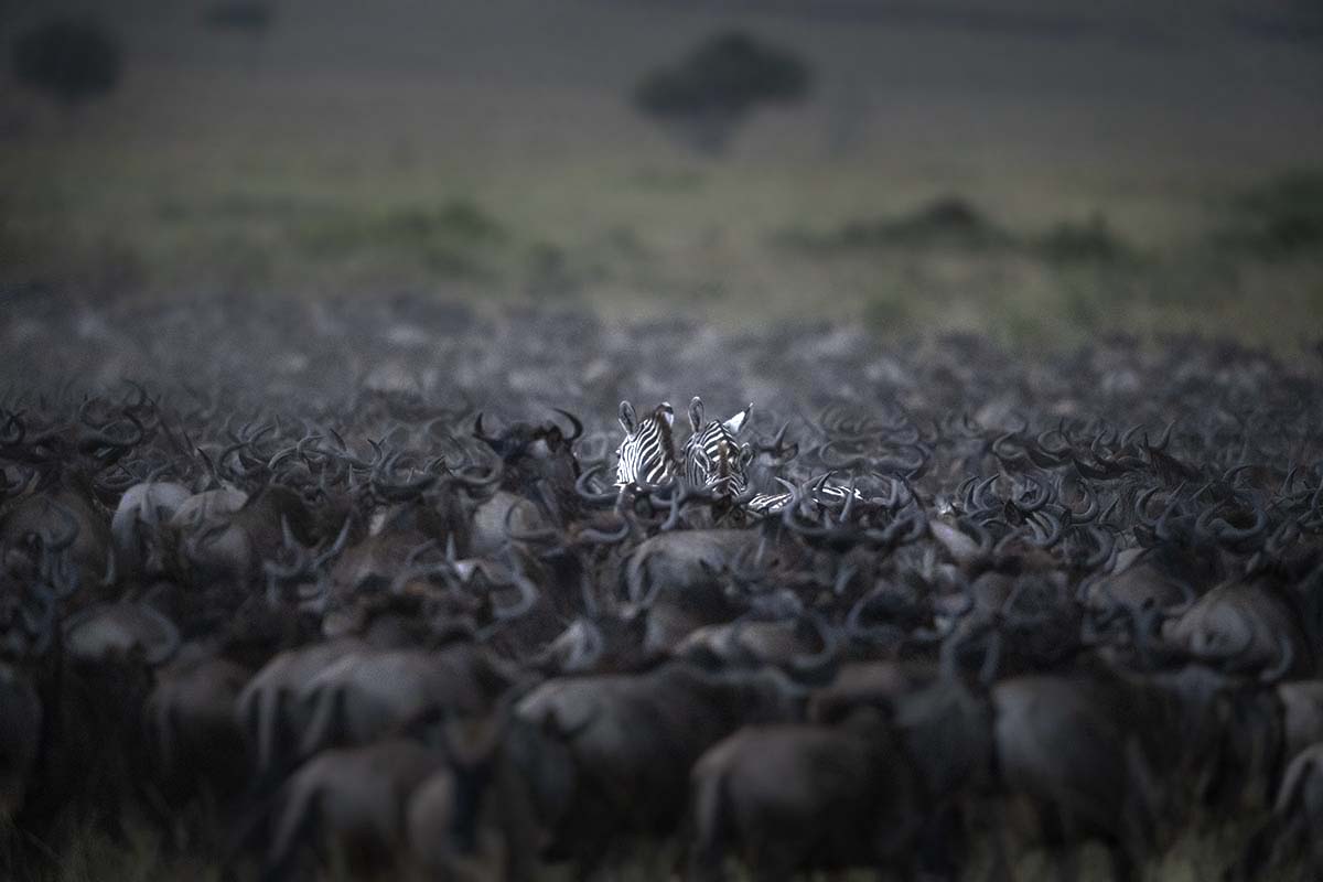 Great Migration - Piper Mackay Photography