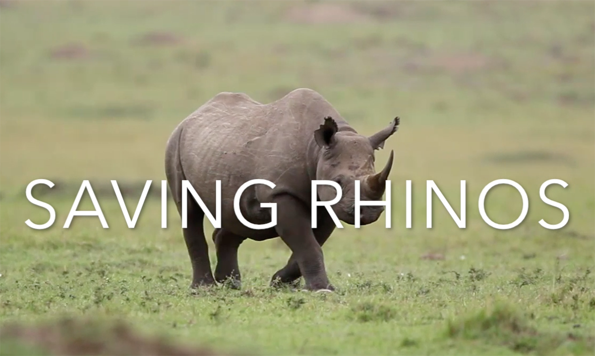 Photography Making a Difference- Saving Rhinos - Piper Mackay Photography