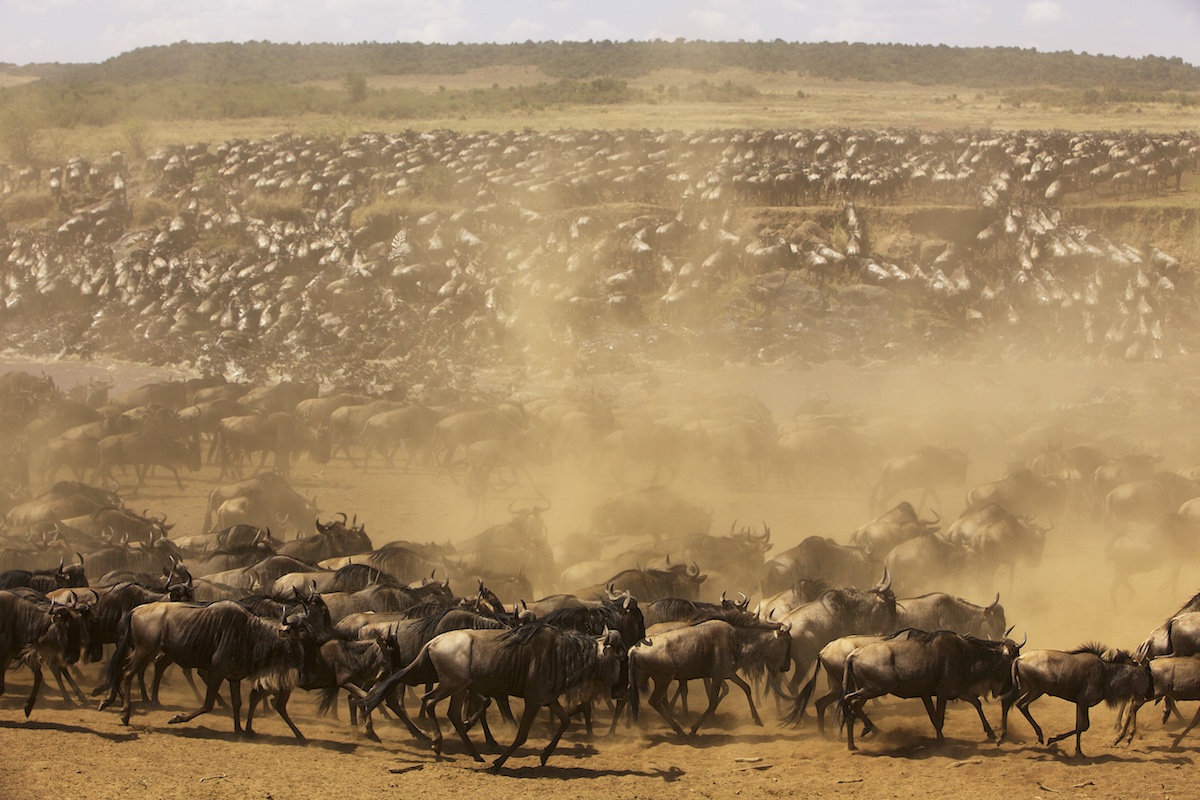 Great-Migration-Photo-Safari-MaraSeptO10508 - Piper Mackay Photography